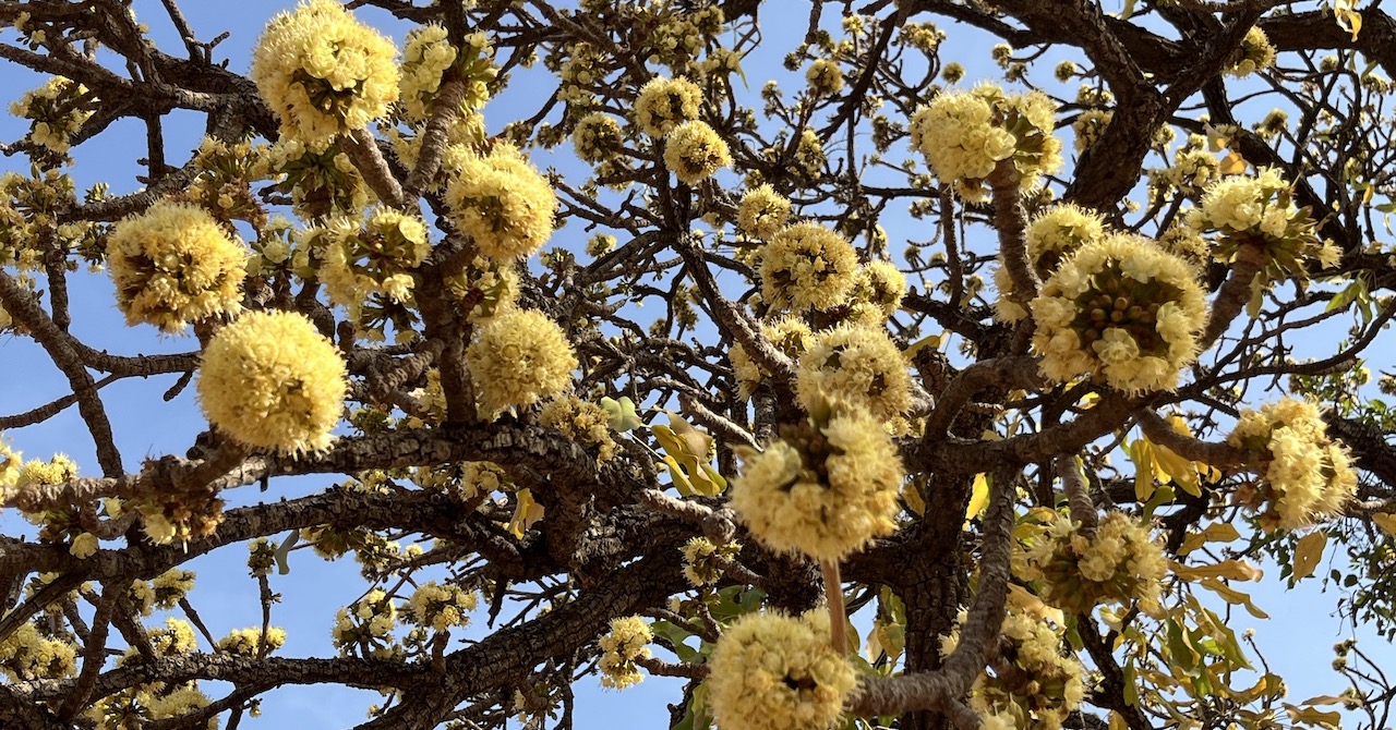 現地だより｜シアの花がたくさん咲いている…の意味とは？ | AFRICA SHEA BUTTER